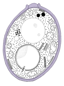 What is Candida Overgrowth? – Candida Protocol