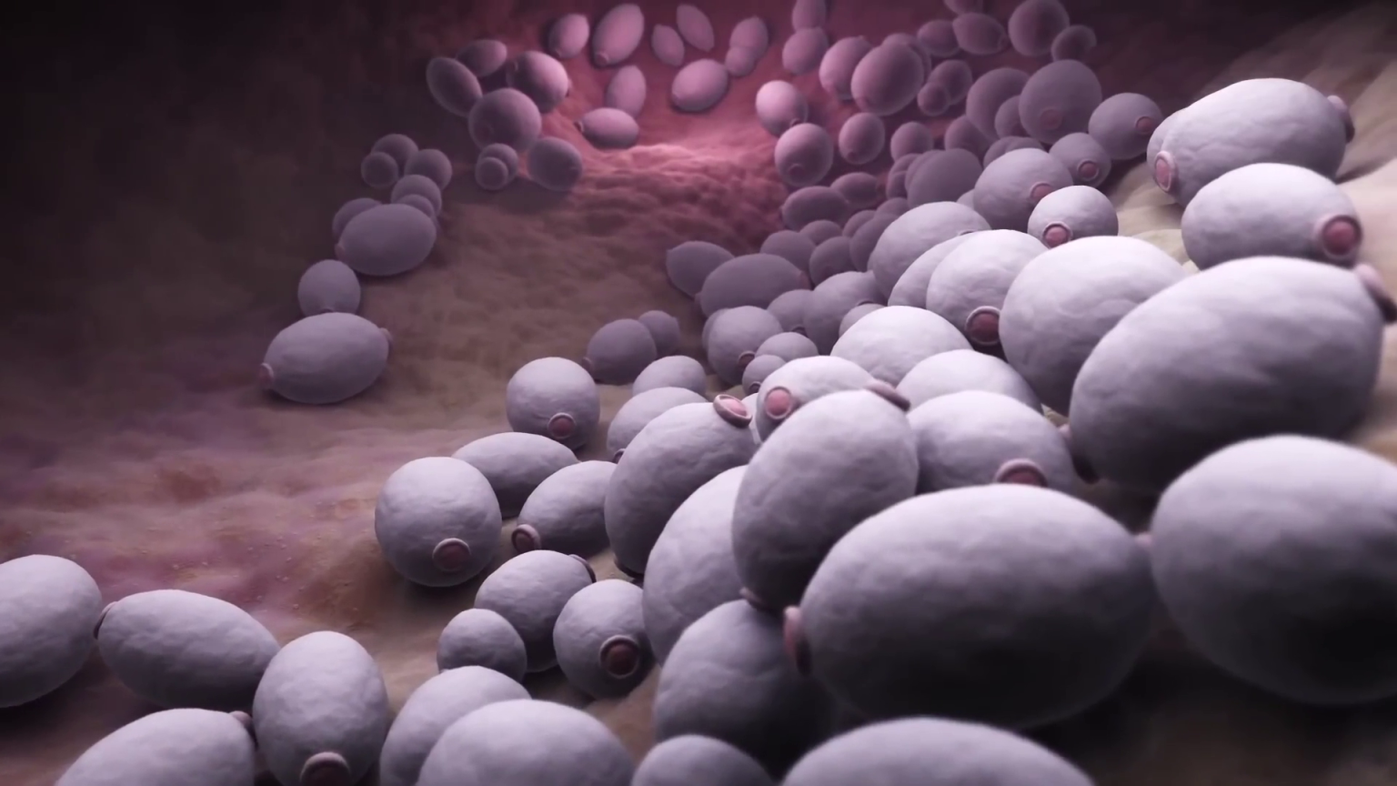 Candida Protocol – Healing your body from Candida Overgrowth